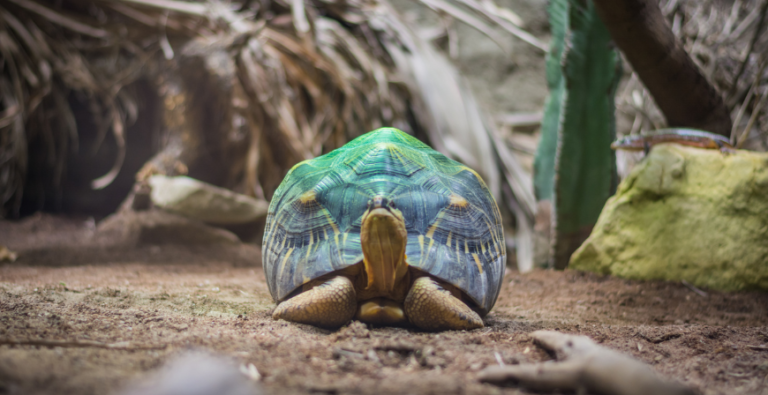 How to set up tank for new turtle or tortoise