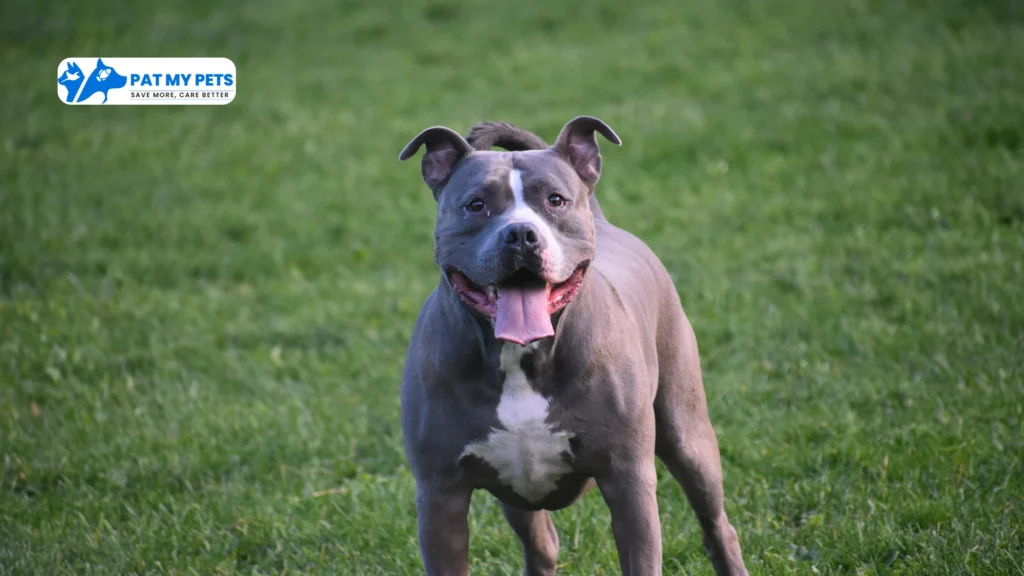 Pitbull Dog Price in India : Complete Guide Before Adopting or Buying Them